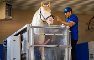 Equine Water Treadmill - Equine Performance Innovative Center